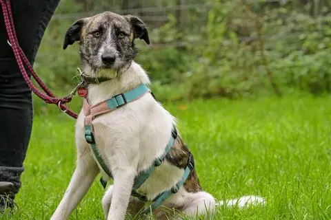 Tierheim Reichelsheim: Katze, Hund und Meerschwein suchen ein Zuhause