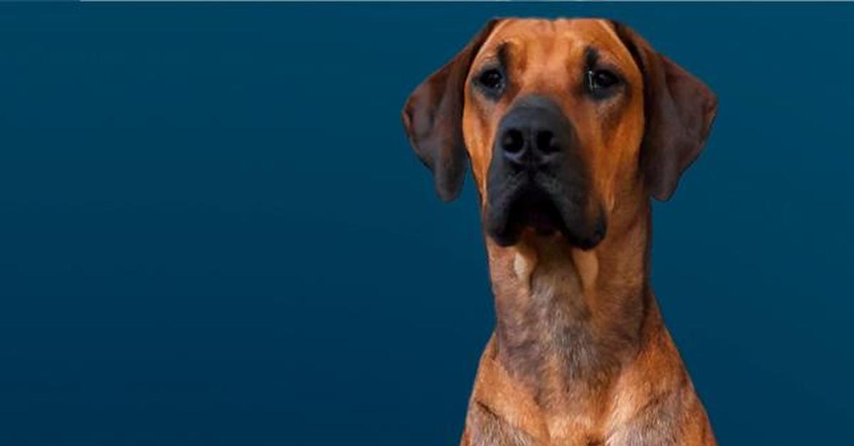 Gestohlener Hund Simba ist wieder da