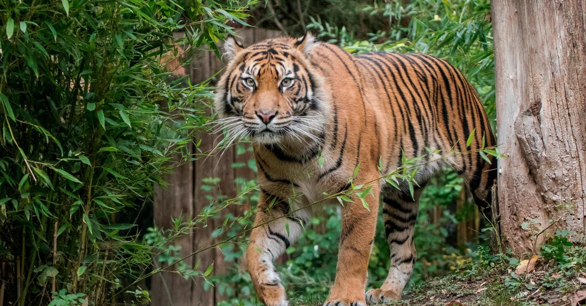 Heidelberger Zoo ist wieder geöffnet