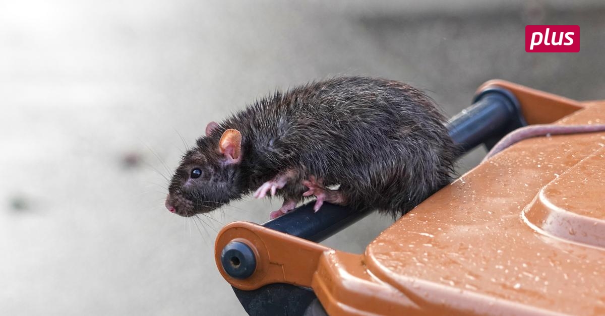 Leserimpuls: Rattenplage im Wohnblock in Darmstadt
