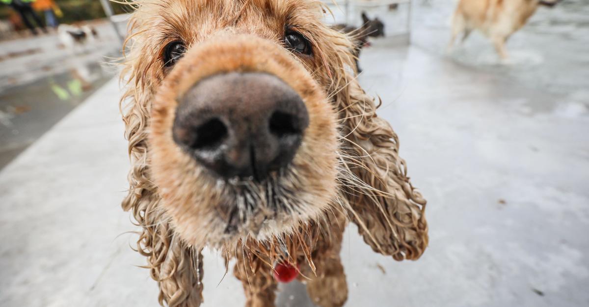 Wie Sie Ihren Hund beim Schnüffeln unterstützen